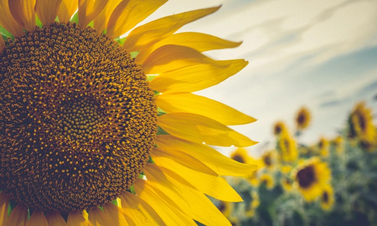 Partes de un girasol: el secreto detrás de su belleza 🌻 - Coosol